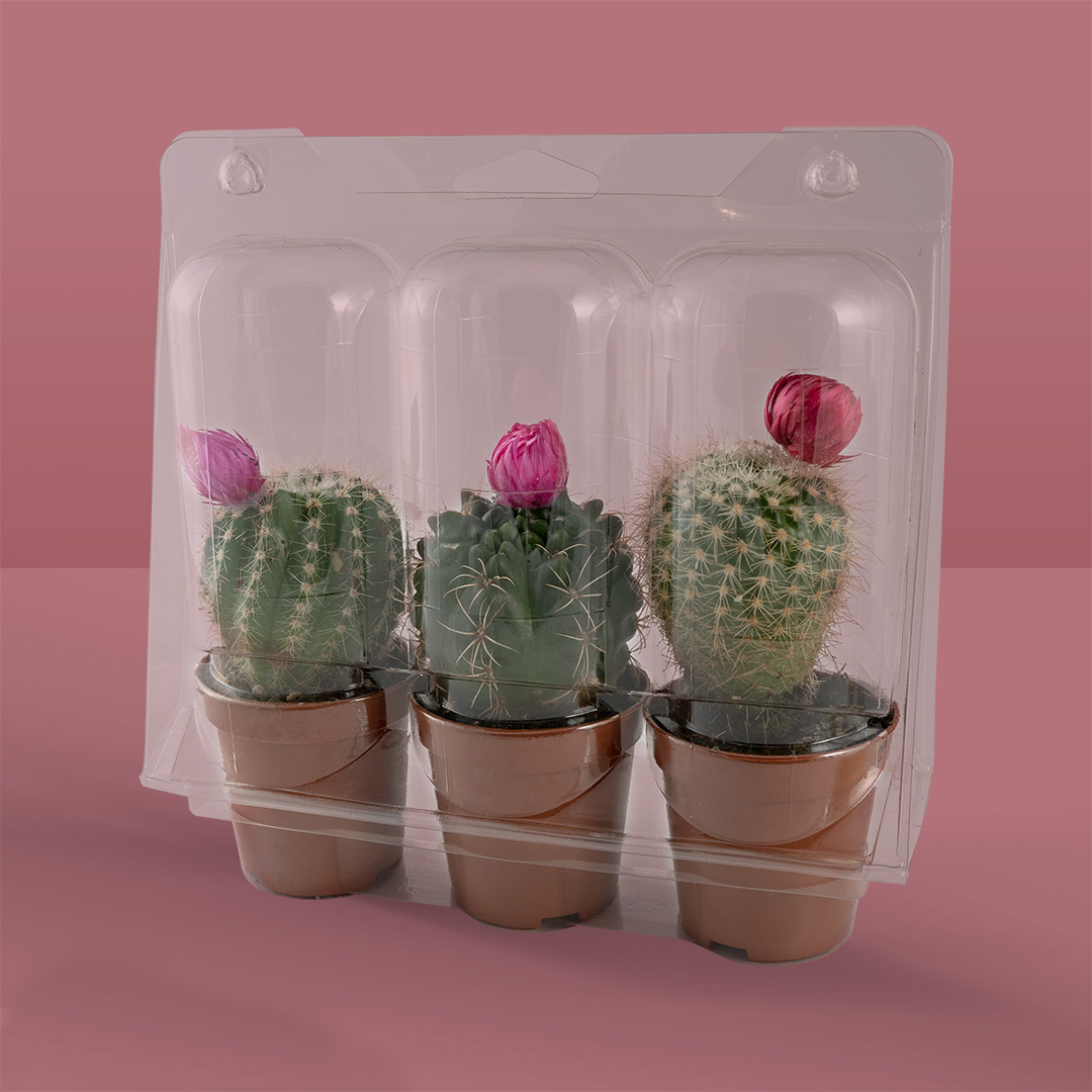 Blíster jardinería para plantas y cactus 100% reciclado - Arplast